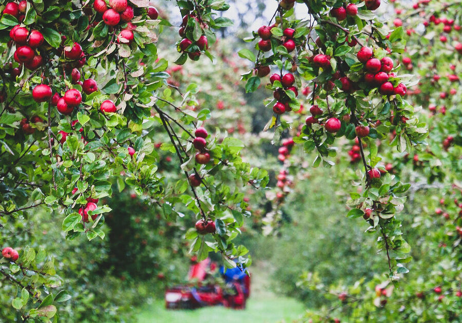 Highbank Orchard - Hotels in Kilkenny City, Kilkenny Hotels | Newpark ...